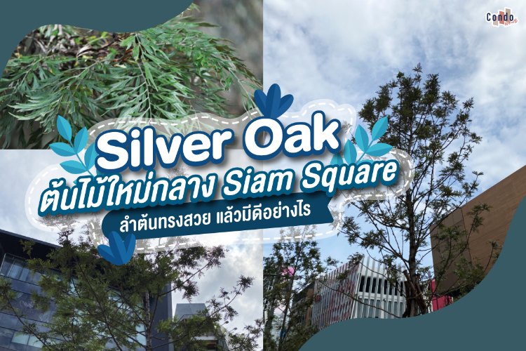 Silver Oak ต้นไม้ใหม่ทรงสวยกลาง Siam Square ต้นนี้มีดีอย่างไร